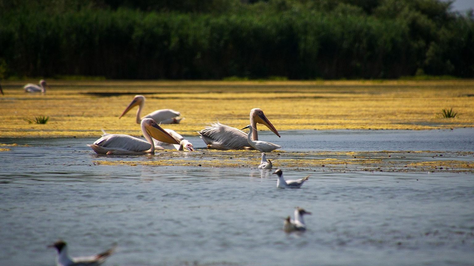 Delta Dunaju (Delta Dunării) - Rumunia.Travel.Pl